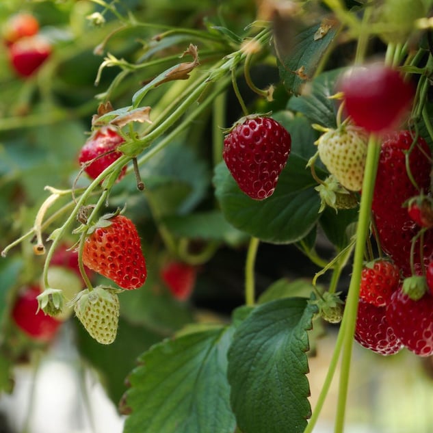 Honey Bees & Berries