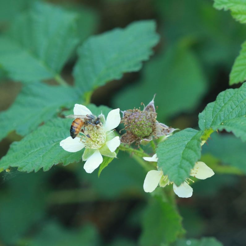 Honey Bees & Berries
