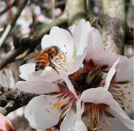 2024 Almond Pollination Season "Wrapped"